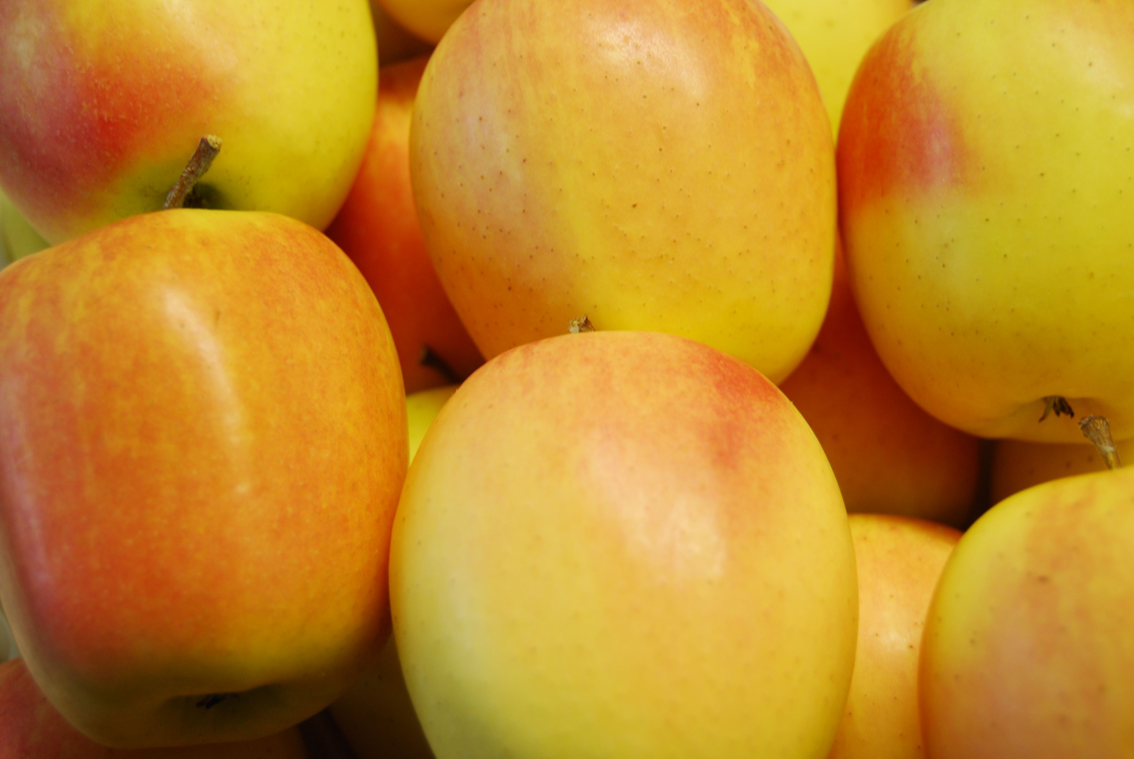 Le fruit de saison, la pomme golden